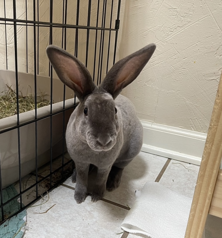 Rabbits available for adoption