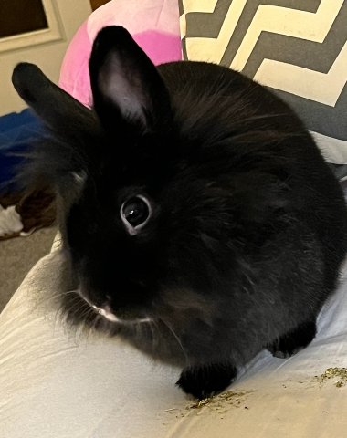 Rabbits available for adoption