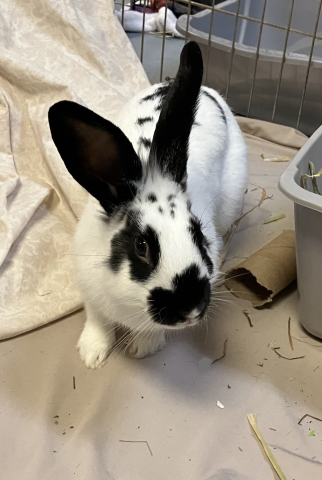 Rabbits available for adoption