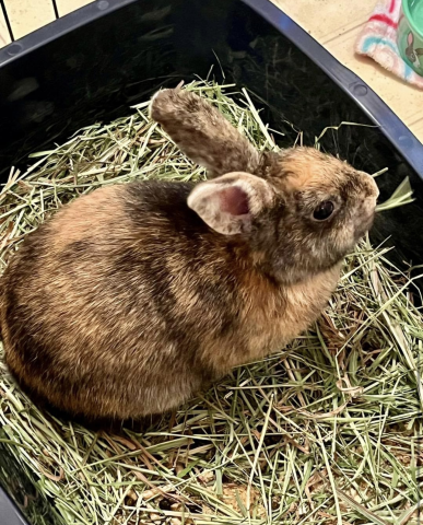 Chai *Adoption pending* is available for adoption!