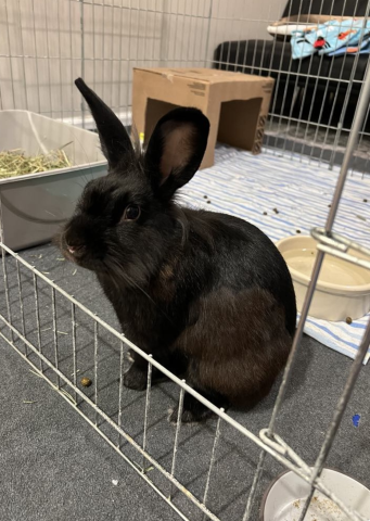 Rabbits available for adoption